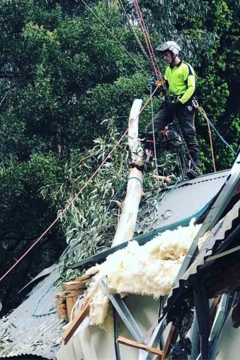 Emergency Tree Removal Service: Eastern Suburbs Melbourne